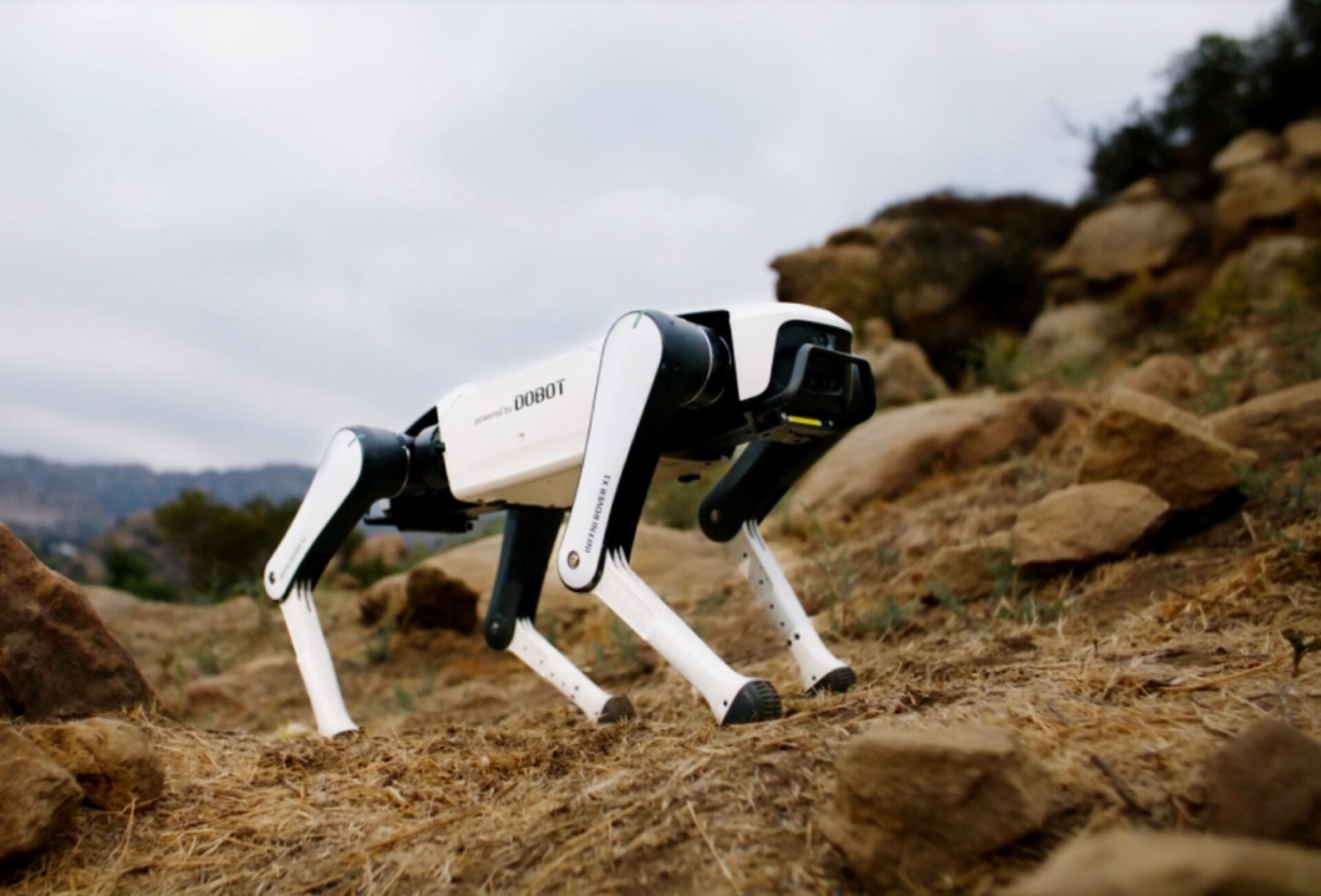 Dobot Rover X1 robot dogs costs around $1,000 and can carry shopping ...